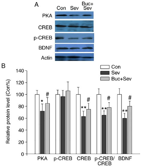 Buc Activates The Pka Creb Bdnf Signaling Pathway A Representative