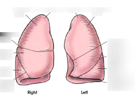 RTCA 121 Chest Radiography Lungs Diagram Quizlet