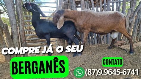 BERGANÊS RAÇA DESENVOLVIDA EM DORMENTES PE PLANTEL RCDB VENDAS 87