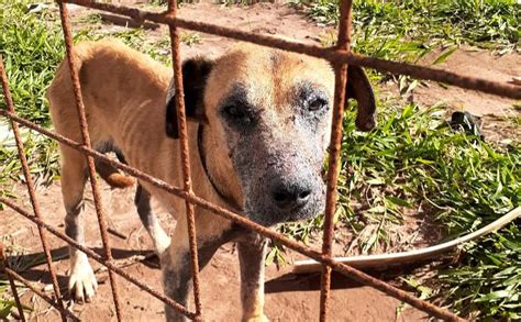 Vigilância Ambiental em Saúde resgata cão debilitado no Altos da Serra