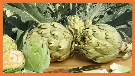 ALCACHOFA Propiedades Beneficios Y Valor Nutricional