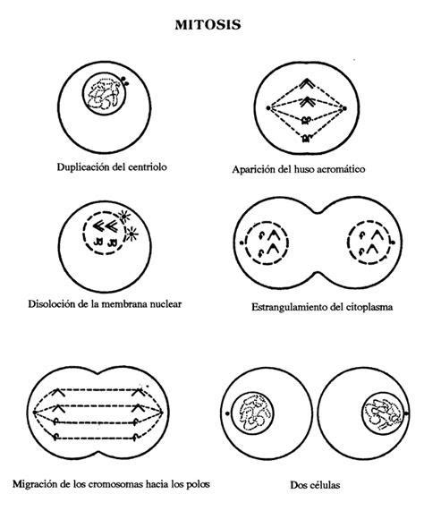 Em Geral Imagen Fases De La Mitosis Para Colorear El Ltimo The Best