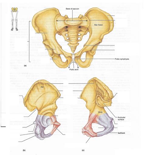 Pelvic Girdle Diagram Quizlet