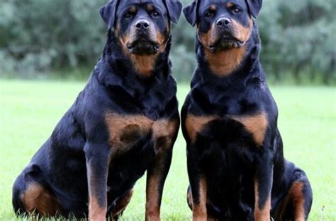 Los Mejores Perros Pastores Para Cuidar De Tu Hogar Y Familia