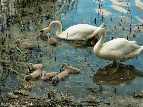 Schwäne Küken Familie Kostenloses Foto auf Pixabay Pixabay