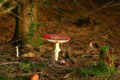 Oktober Efterår Skov Gyldne Gratis foto på Pixabay