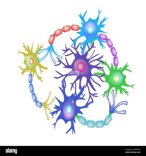 Synapses Of Neurons Neural Communications Background Synapse