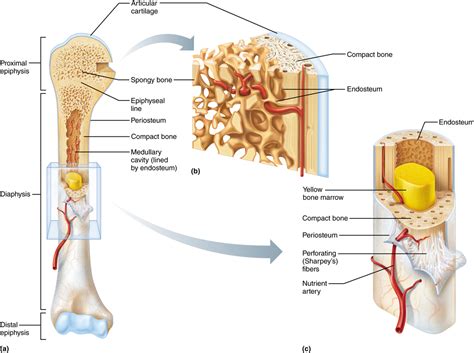 Structure Of Spongy Bone
