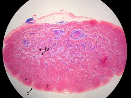 Lymph Node