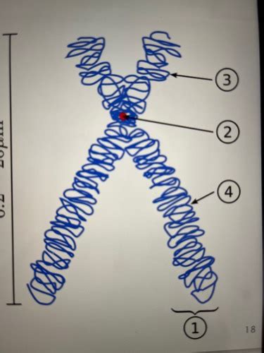Genetik Karteikarten Quizlet