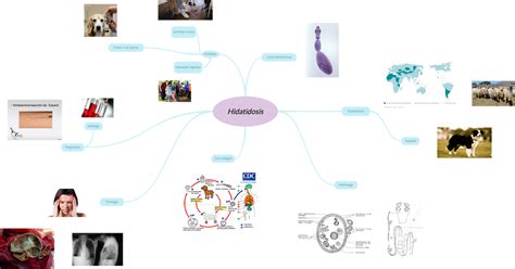 Mapa Mental Hidatidosis