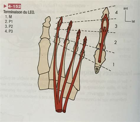 Le long extenseur des orteils l allié du court extenseur des orteils