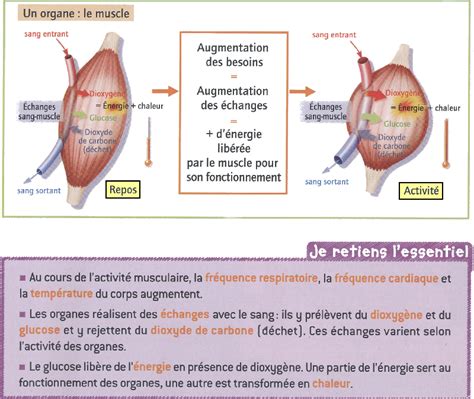 Activité musculaire