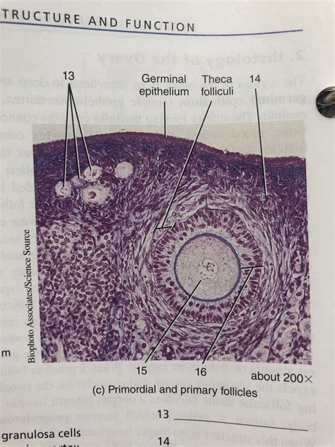 Primordial And Primary Follicles Diagram Quizlet