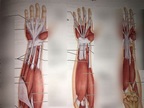 Forearm Flexor Muscles Diagram Quizlet