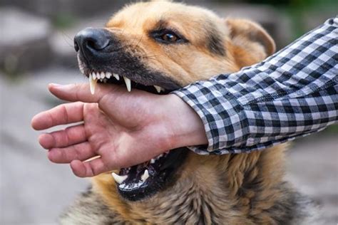 Qué significa soñar que un perro te muerde Conoce las