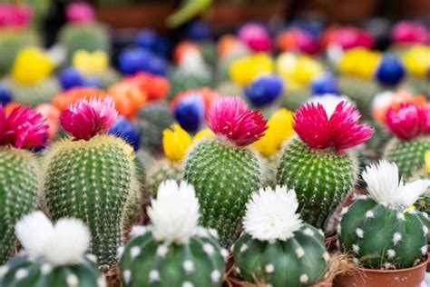 Descubre las Exóticas Variedades de Cactus con Flores Guía de Cuidados