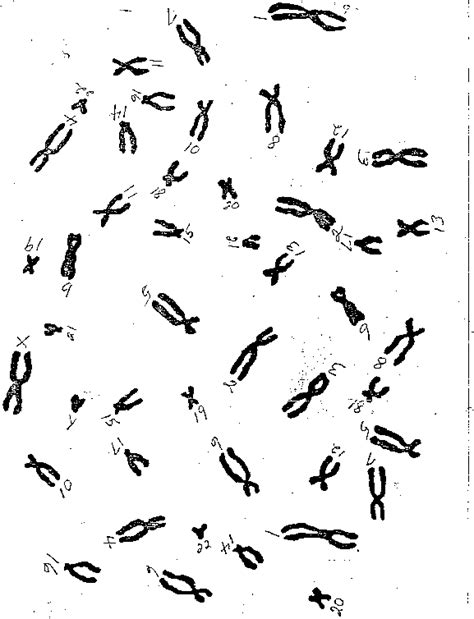 Karyotype Worksheet Biology Printable Word Searches
