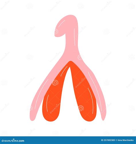 Reproductive System Of The Clitoris Clitoral Glans Stock Vector