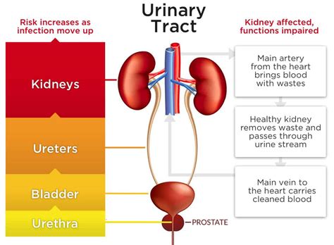How Do You Get A Urinary Tract Infection Understandingutis