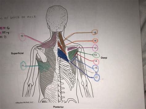 Upper Torso Posterior Diagram Quizlet