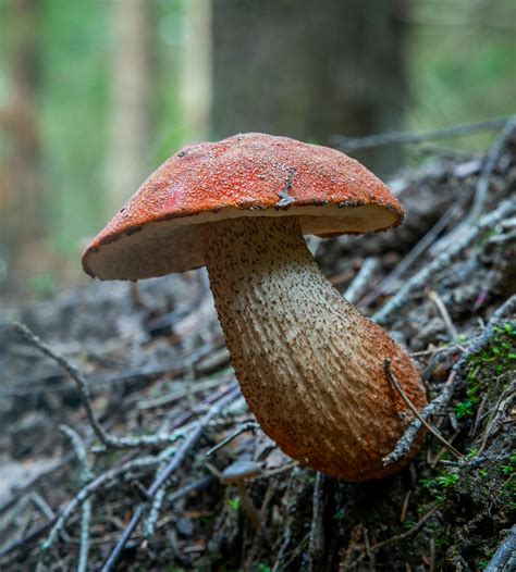 Why Is The Tip Of The Penis Mushroom Shaped Betches