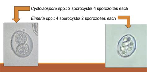 Protozoa Apicomplexans Flashcards Quizlet