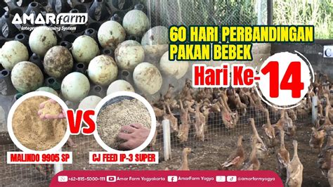 Part Hari Perbandingan Pakan Bebek Malindo Sp Vs Cj