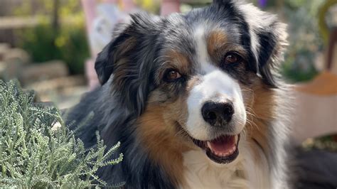 Société Du berger australien au golden retriever ces races de