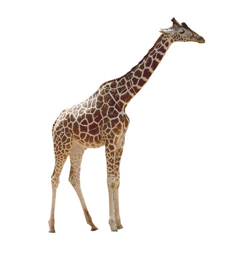 African Fond Transparent De Girafe PNG Mart