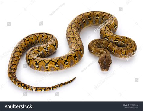 Beautiful Reticulated Python Aka Malayopython Reticulatus Stock Photo