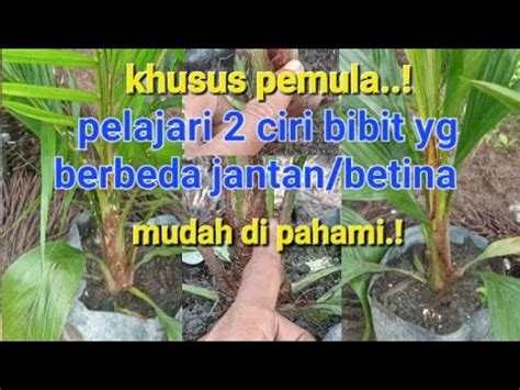 Pemula Wajib Tau Ini Ciri Bibit Normal Dan Abnormal Khususpemula
