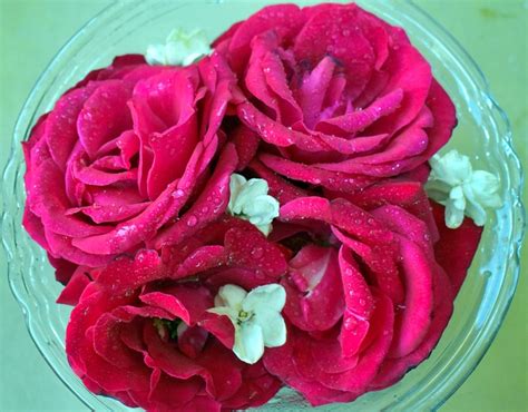 Roses Red Flower Free Photo On Pixabay Pixabay