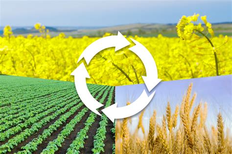 Maximizing Yields Through Crop Rotation A Farmer S Guide