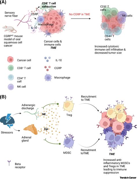 Neuro Immune Interactions And Immuno Oncology Trends In Cancer