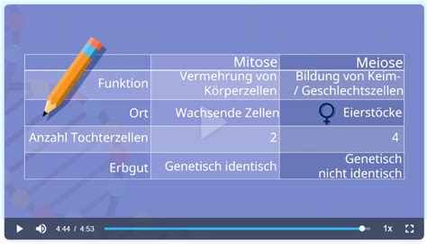 Mitose Und Meiose Diagram Quizlet