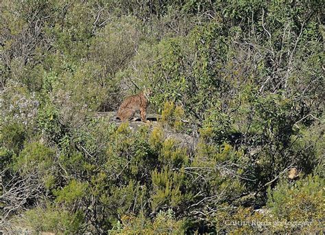 Lince Ibérico Lynx pardinus S O S Maravilhosa paisagem um