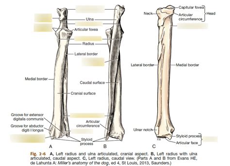 Bone Radius And Ulna Diagram Quizlet