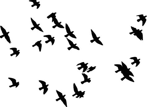 Flying Birds Silhouette On White Background Vector Illustration