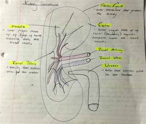 Biology The Excretory System Flashcards Quizlet
