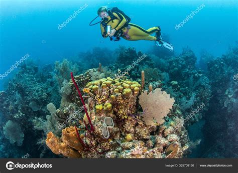 Agujero azul Belice Buceo fotografía de stock Divepics 329709130