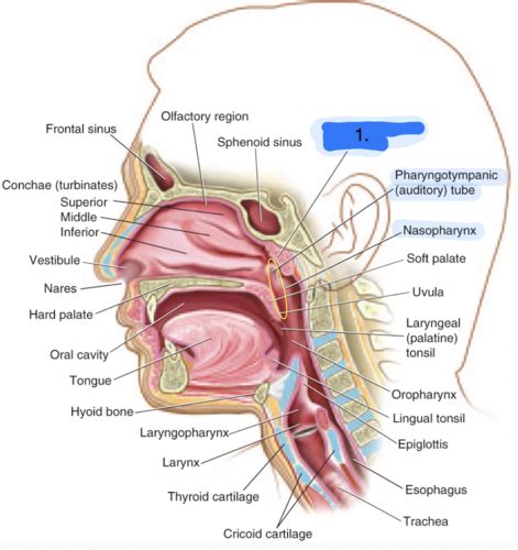 Pharynx Larynx Flashcards Quizlet
