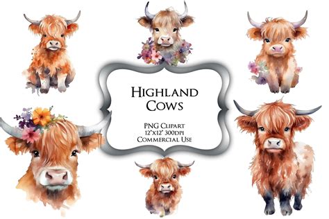Adorable Baby Highland Cow Clipart Collection High Off