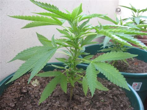 Etapa Vegetativa En Las Plantas De Cannabis