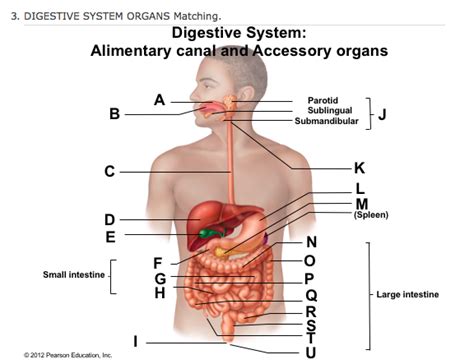 Anatomy And Physiology Chapter Digestive System Organs Matching