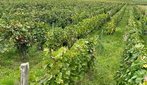 Les 4 saisons du Champagne Champagne Philippe Mallet Trélou sur