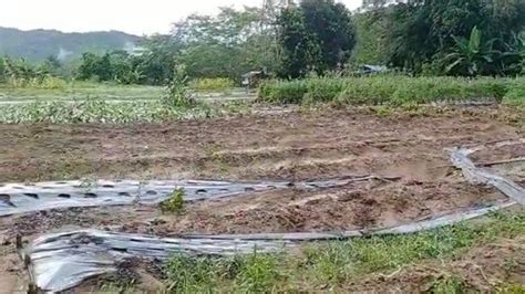 Terdampak Banjir Puluhan Hektar Kebun Warga Di Kecamatan Tebingtinggi