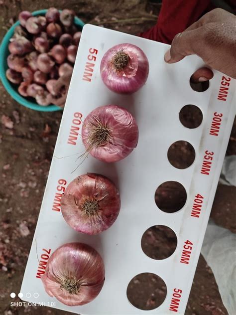 A Grade Maharashtra Fresh Red Onion Mesh Bags Onion Size Available