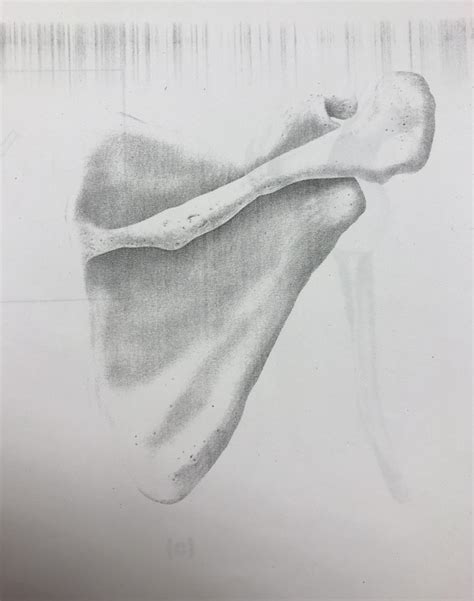 Right Scapula Posterior Aspect Diagram Quizlet