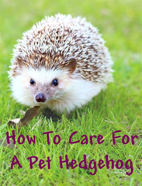 How Much Work And Care Does A Pet Hedgehog Require